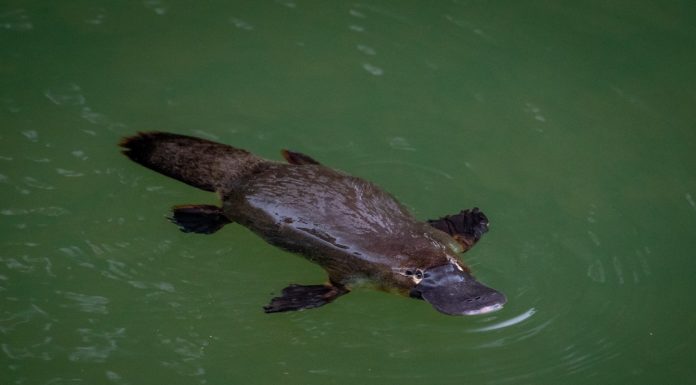 Faune Australie - Guide sur les animaux d'Australie