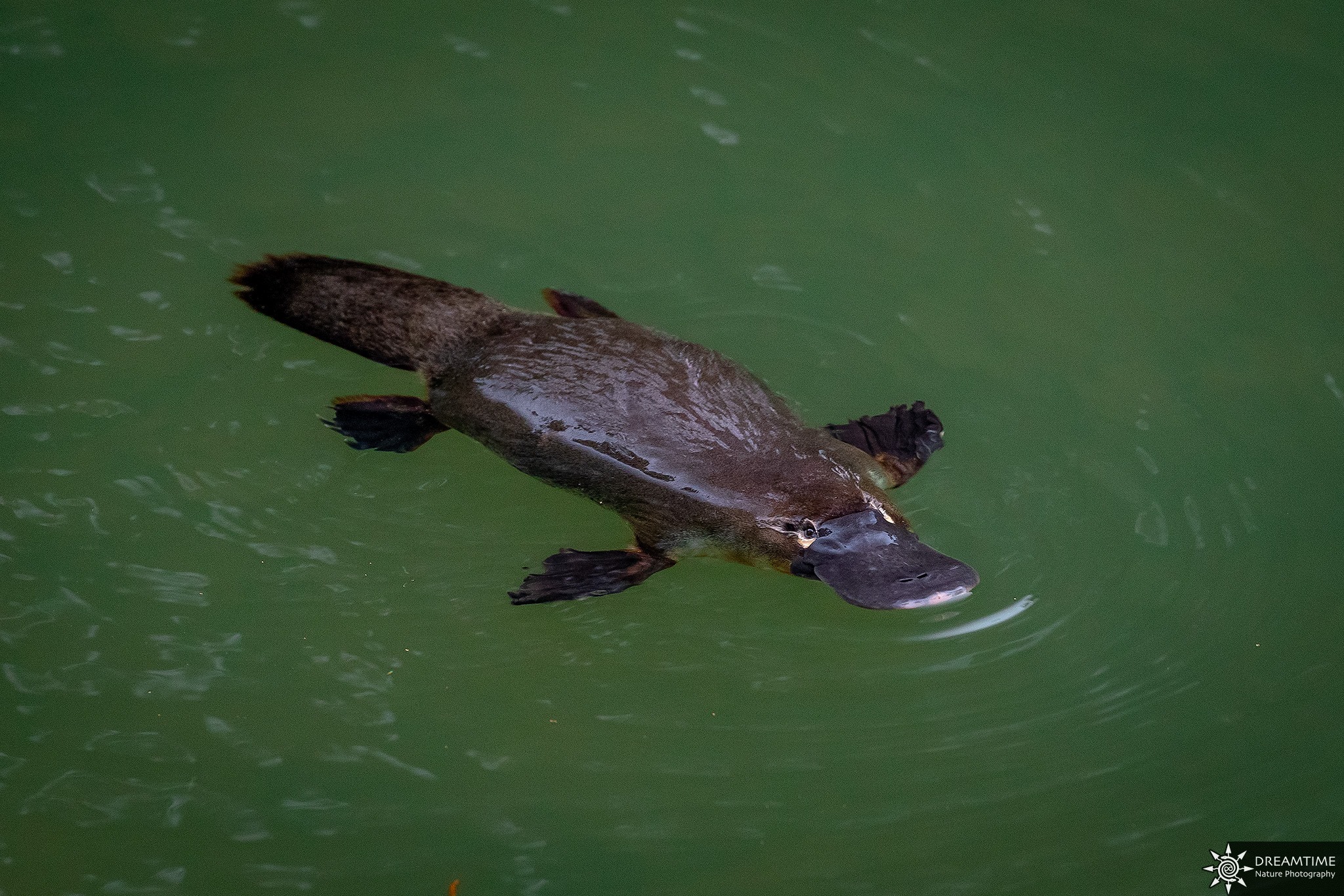 L'Ornithorynque en Australie (Platypus) - Guide Complet