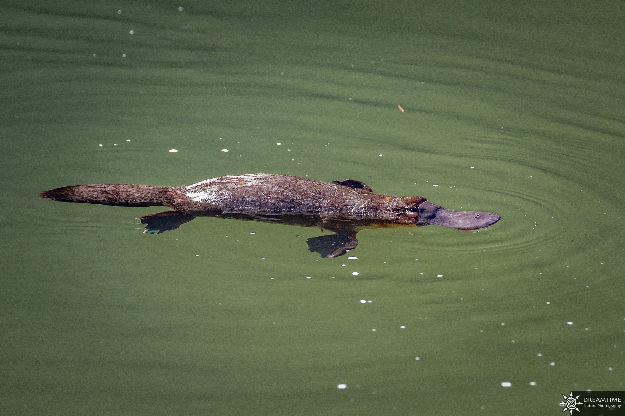 Ornithorynque Australie